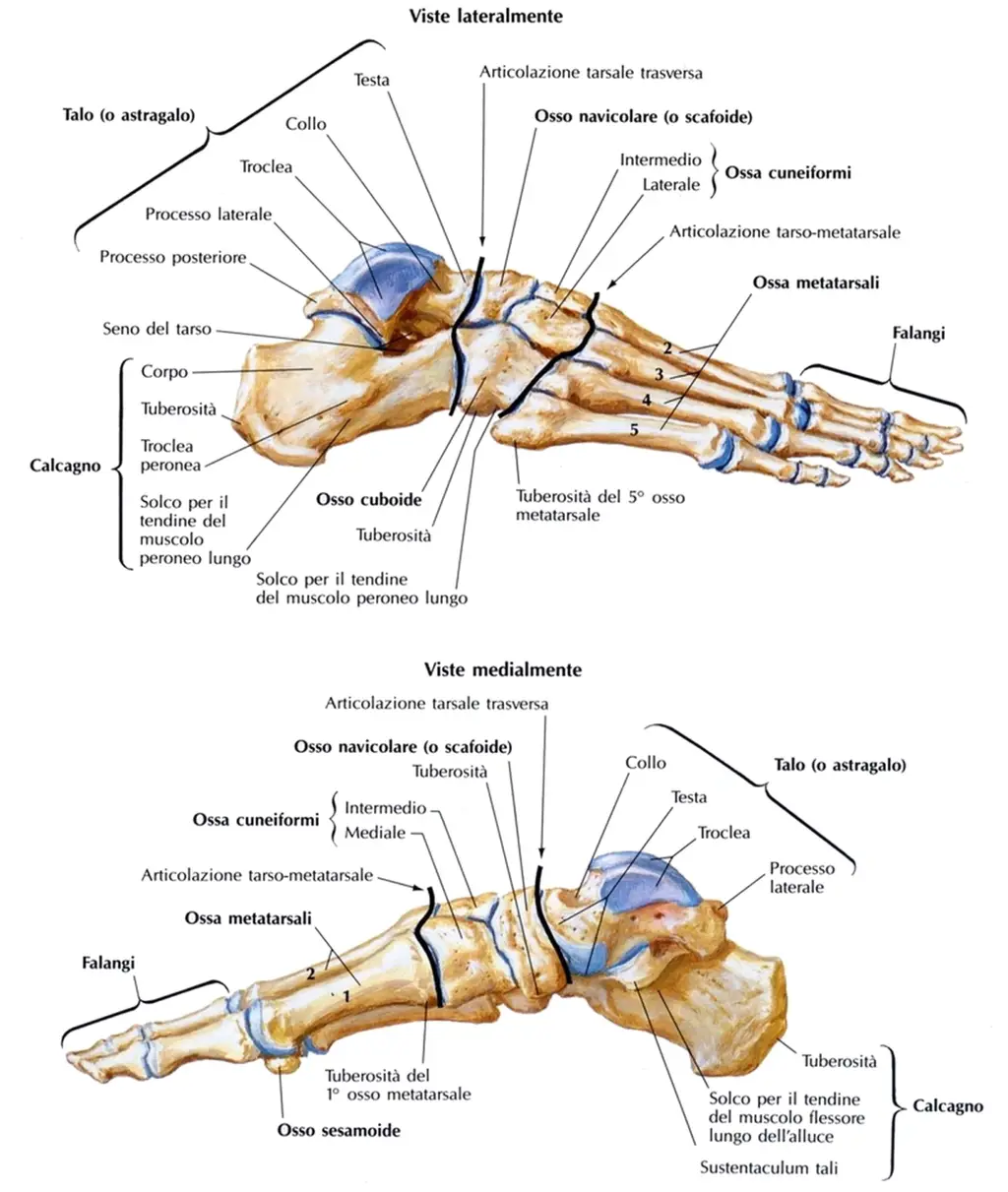studio privato di riflessologia plantare - reflexo Imperia